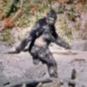 Bigfoot Types: The North American Variations - Sasquatch Chronicles