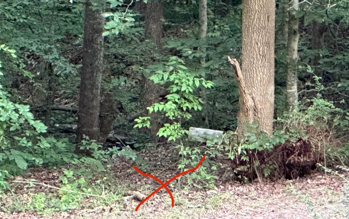 2b | Sasquatch Chronicles