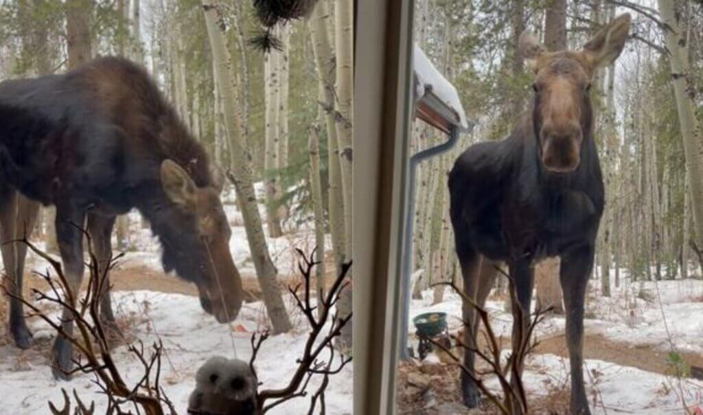 Colorado Moose Goes Viral For Its Monstrous Size: “It’s The Size Of A ...